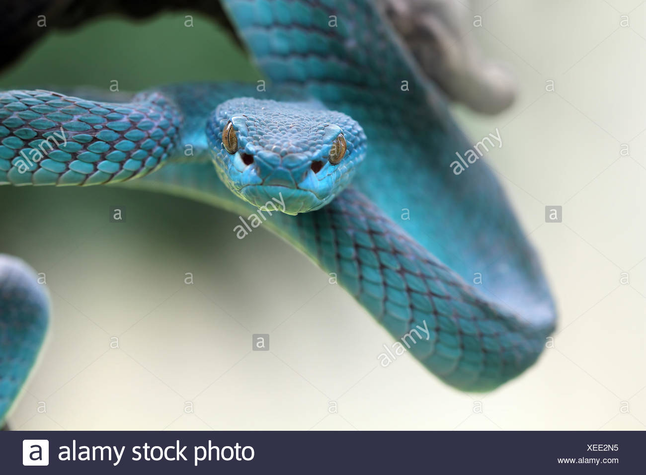 Schlange Der Blauen Viper Auf Einer Niederlassung Stockfotos & Schlange ...