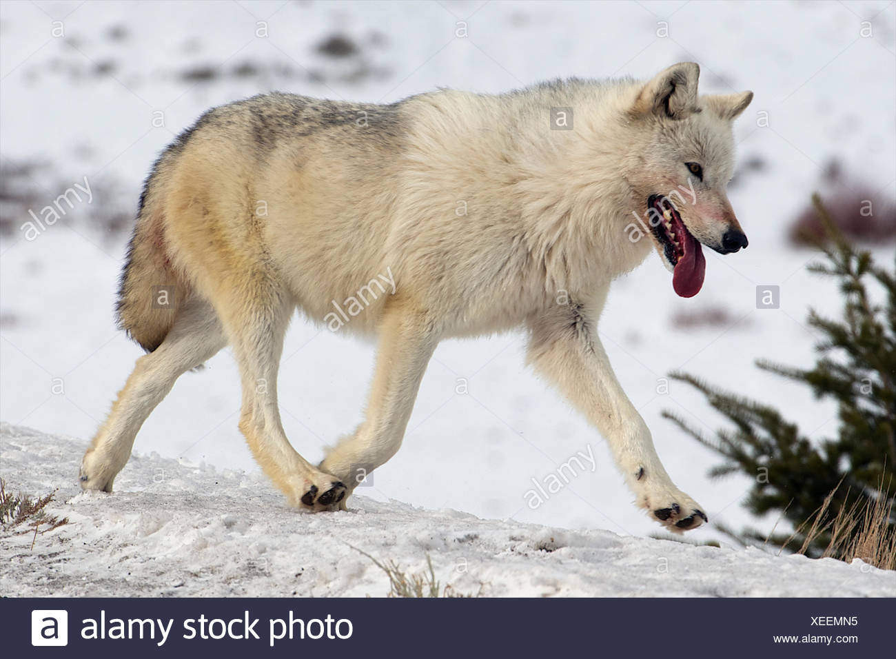 White Wolf Yellowstone National Park Stockfotos & White Wolf ...