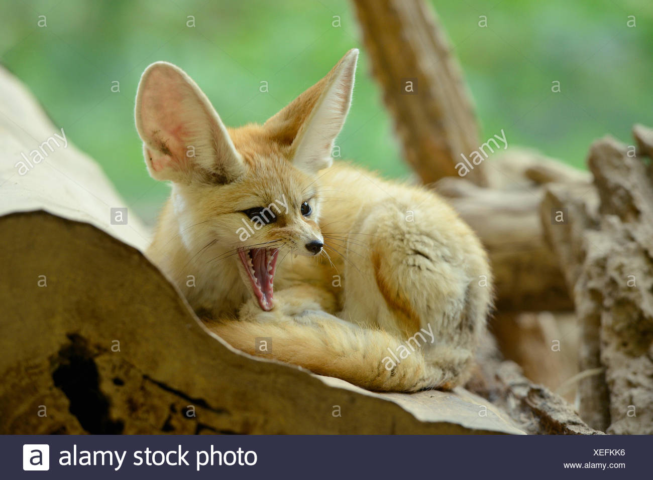 Fennek Fuchs Fennecus Zerda Stockfotos und -bilder Kaufen - Alamy