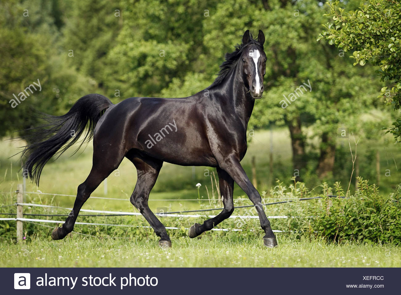Schwarzes Pferd, Das Über Weide Trottet Stockfotos & Schwarzes Pferd ...