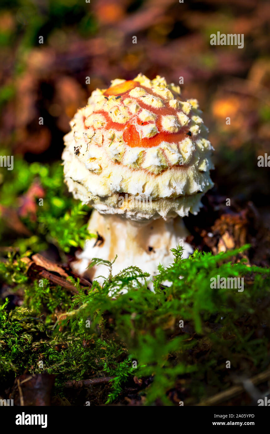 Hongos filamentosos fotografías e imágenes de alta resolución - Alamy