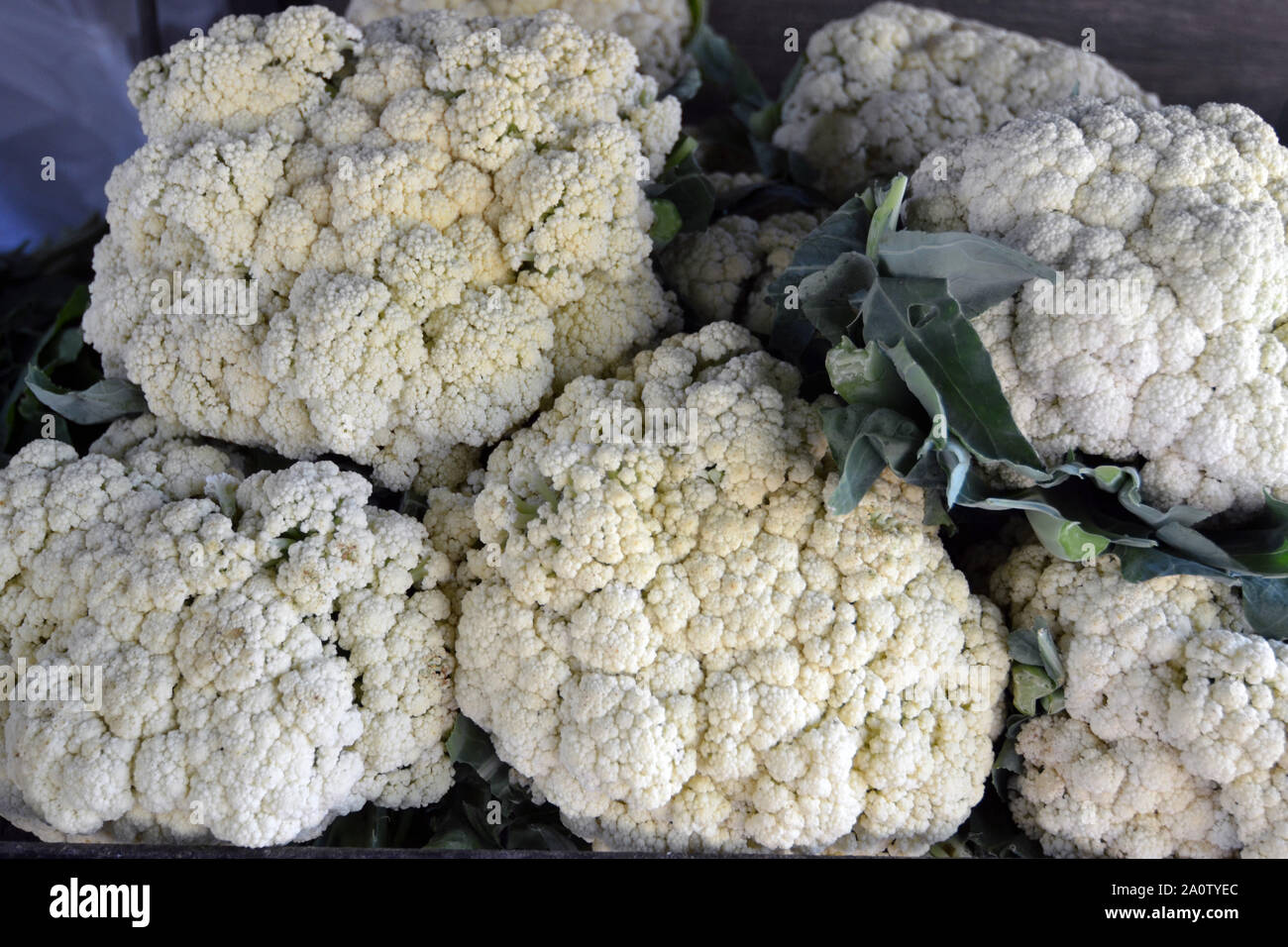 Oreja de coliflor fotografías e imágenes de alta resolución - Alamy