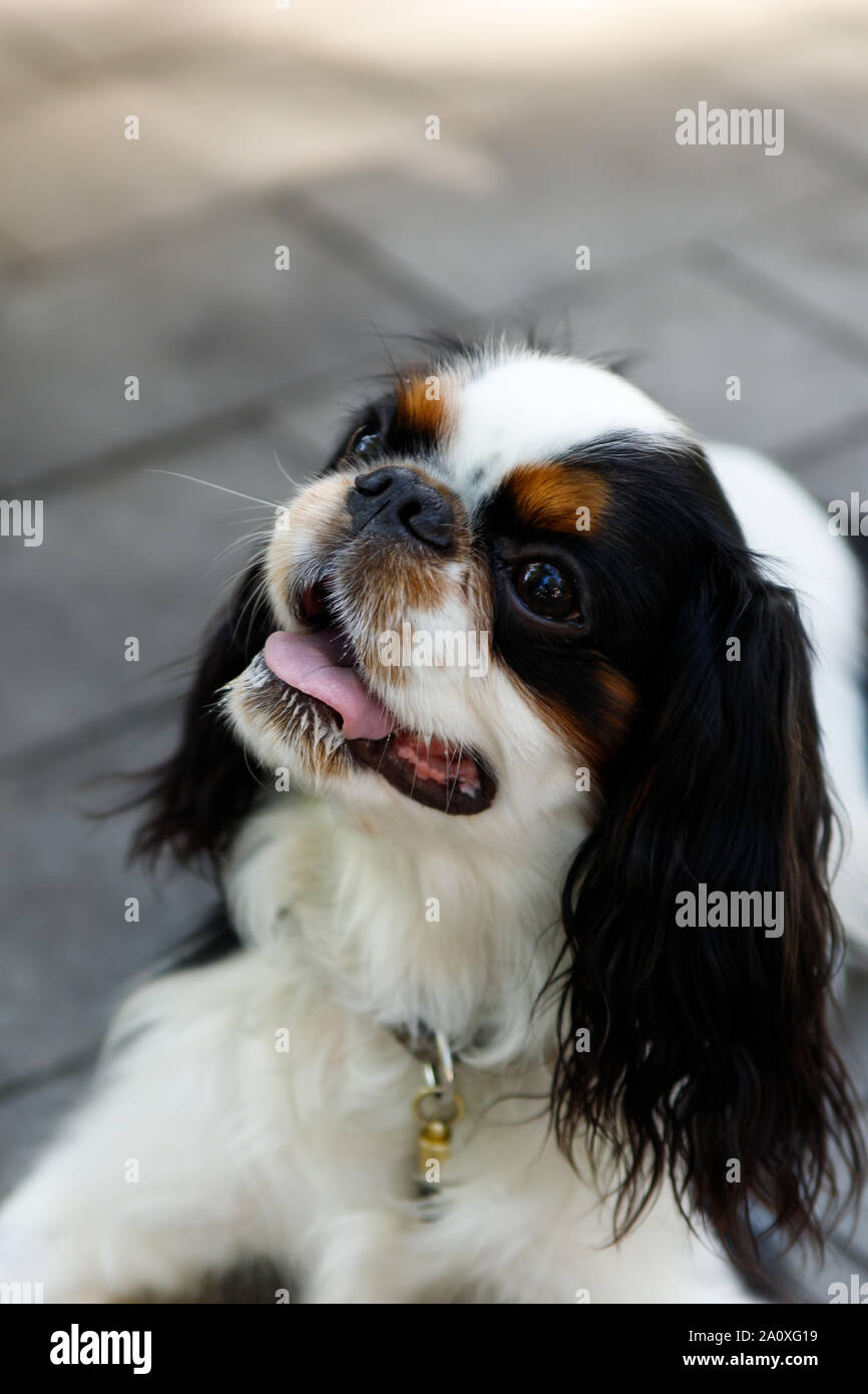 Cual Es La Raza Del King Charles Spaniel