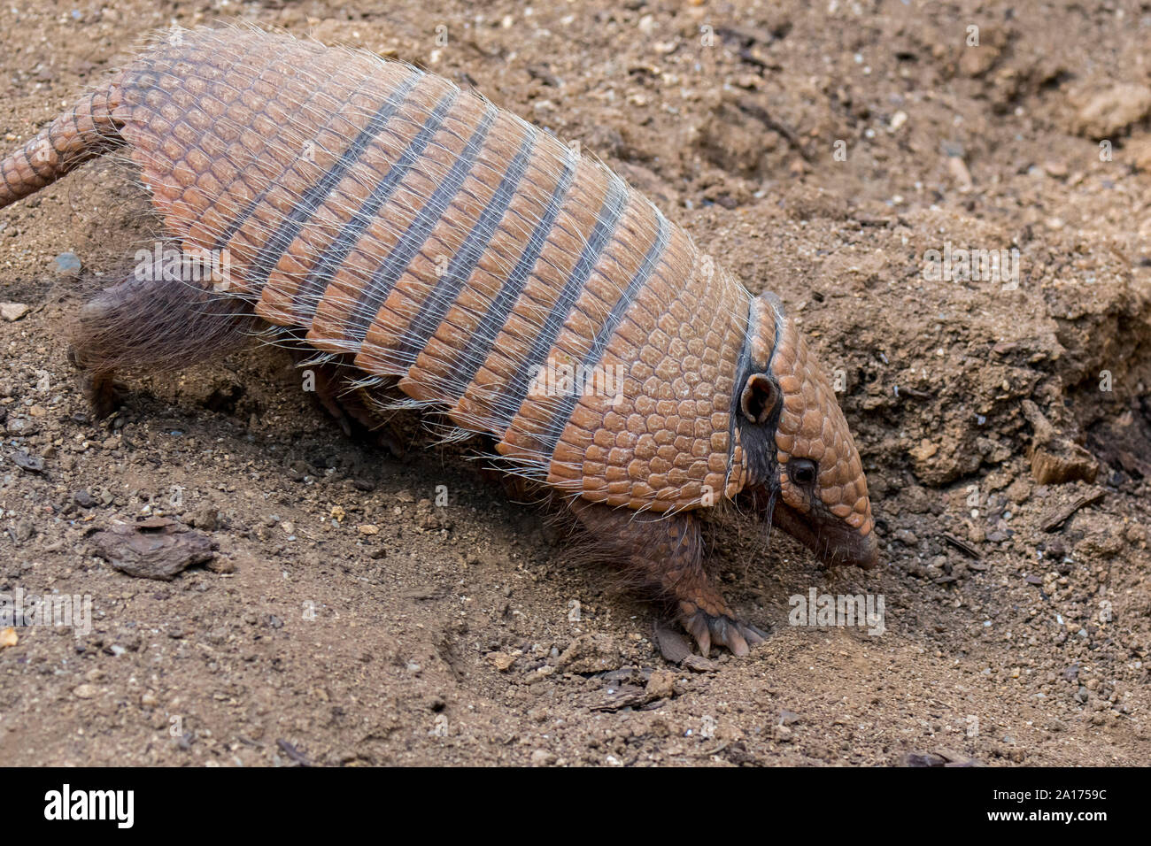 Armadillos de seis bandas fotografías e imágenes de alta resolución - Alamy