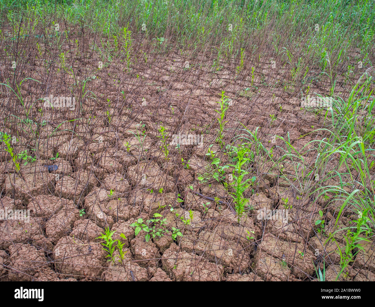 La temporada seca en la Amazonia. Selva en la frontera de Brasil y Perú ...