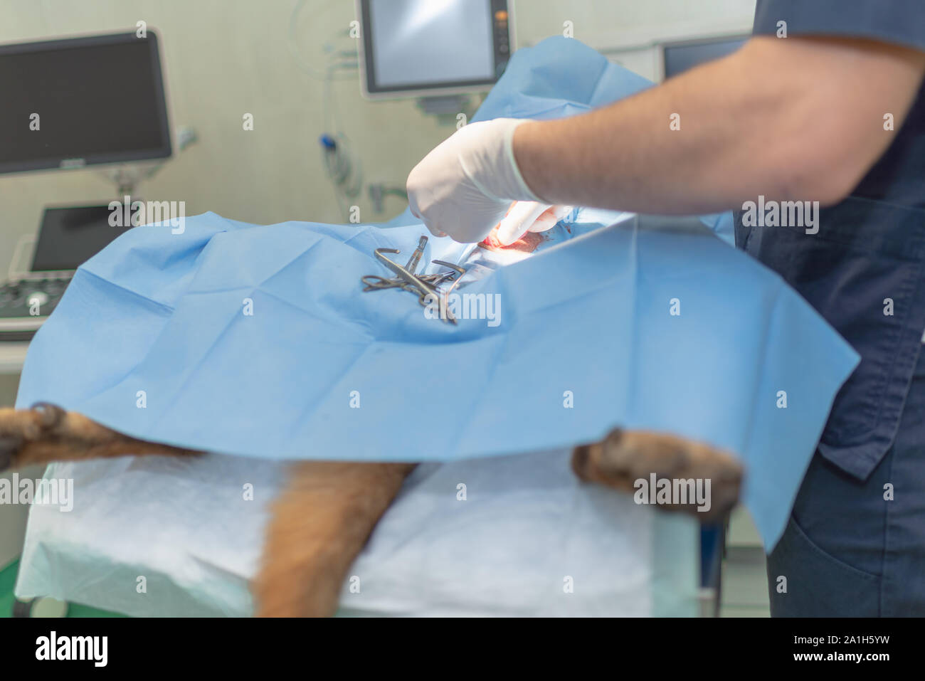 La Esterilización Del Perro En La Mesa Quirúrgica Bajo Anestesia