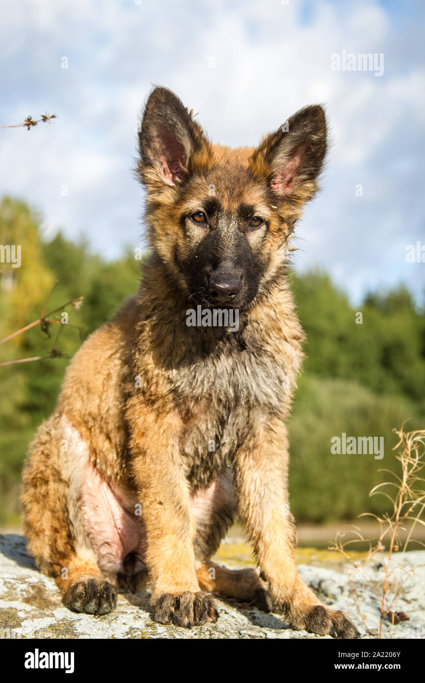 Pastor Aleman Cachorro 3 Meses