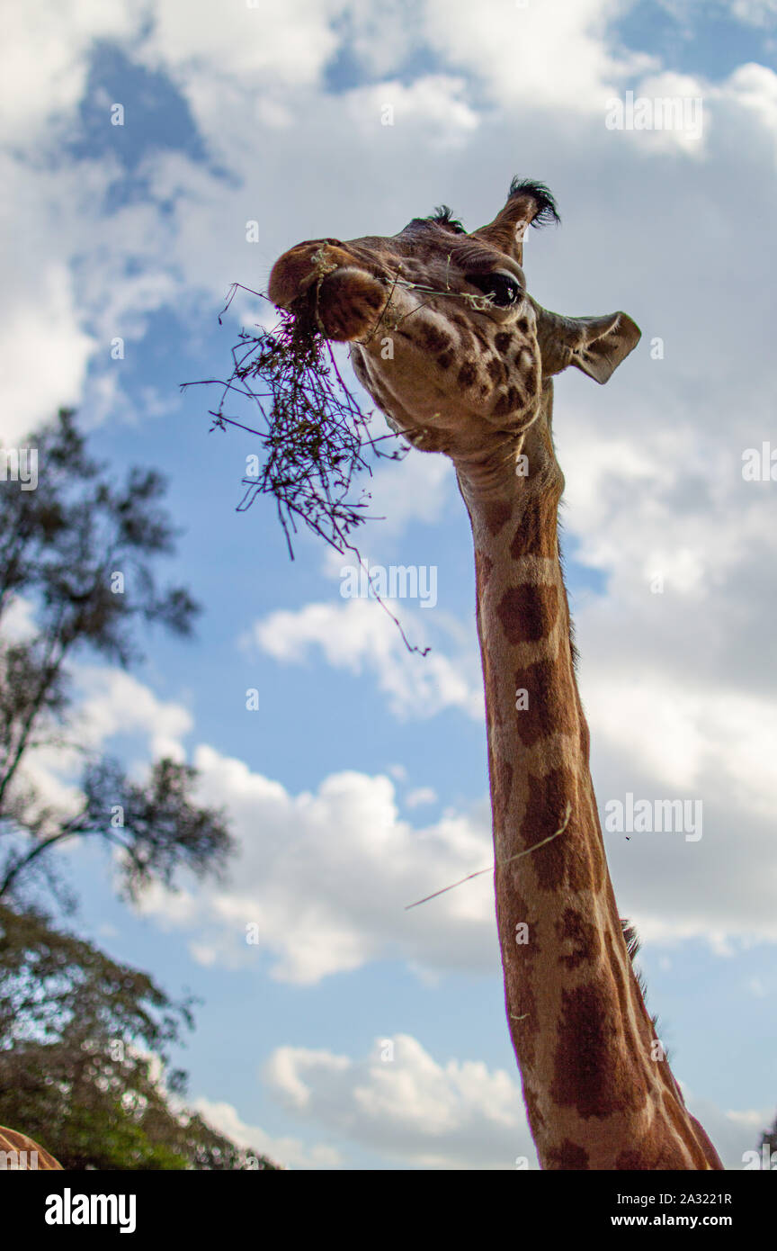 Animales De Aspecto Tonto