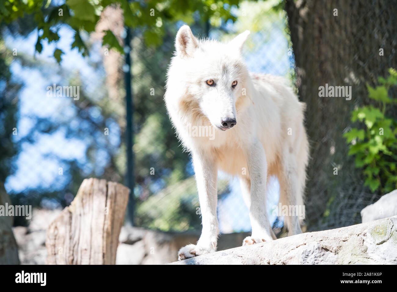 Lobo Animal Blanco