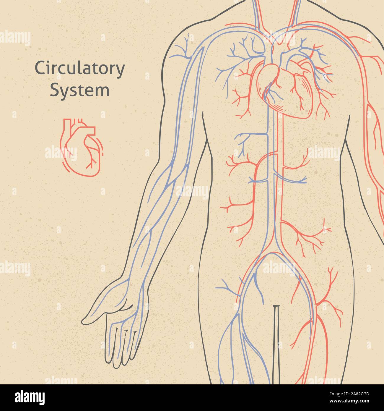 Webs Para Conocer El Sistema Circulatorio Sistema Circulatorio