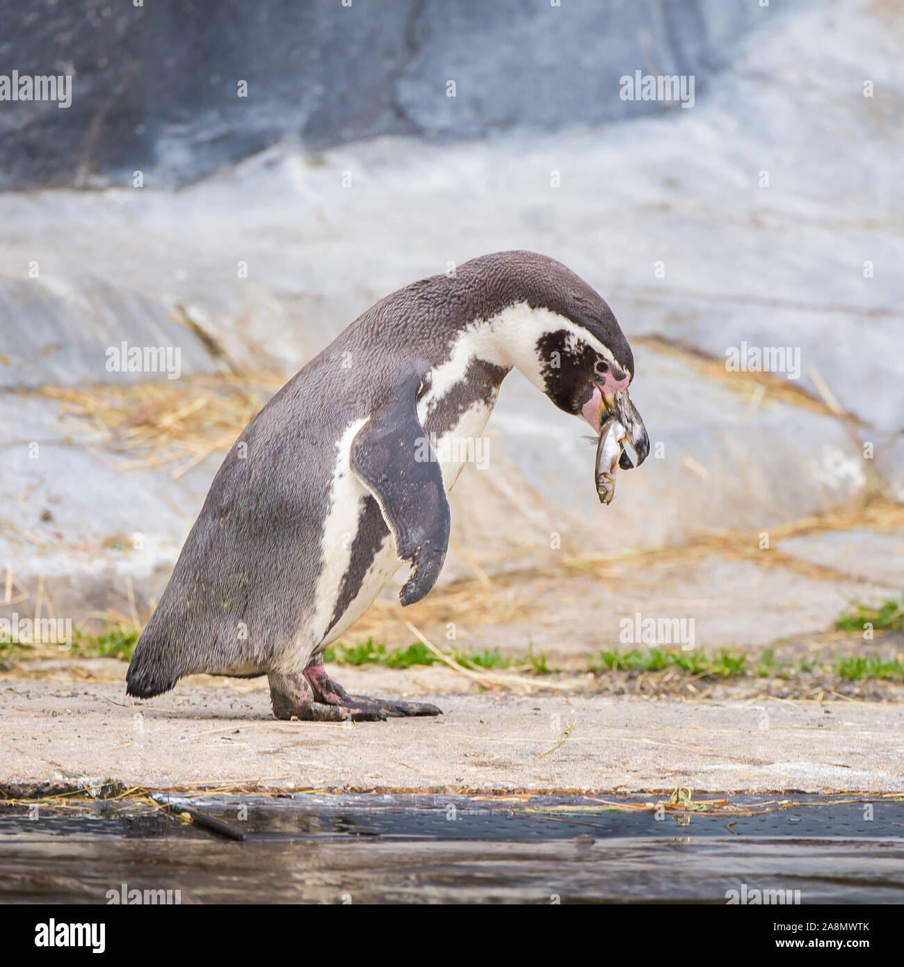 Pescado Que Comen Los Pinguinos