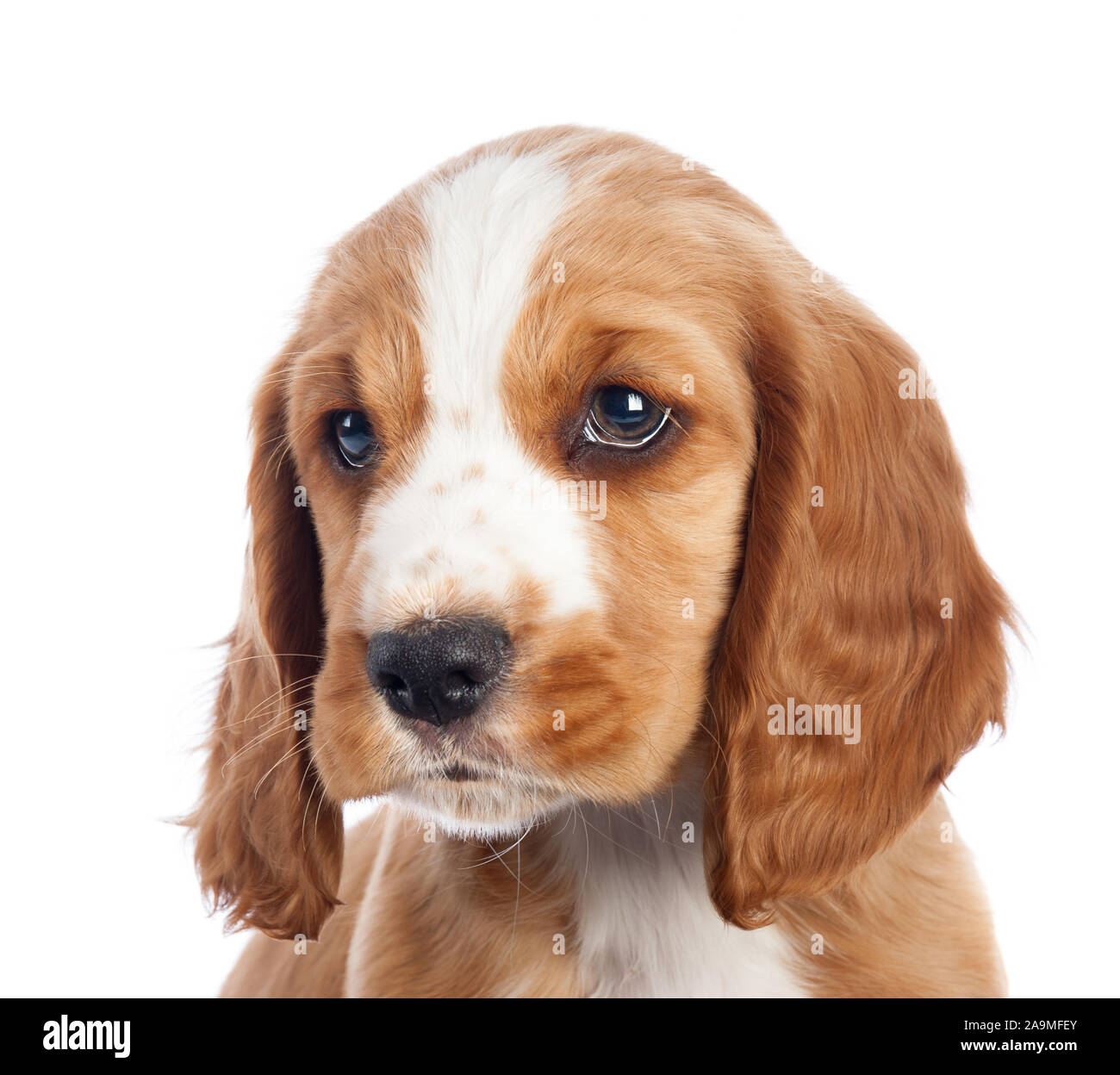 Cachorros Cocker Spaniel Blancos Y Marrones