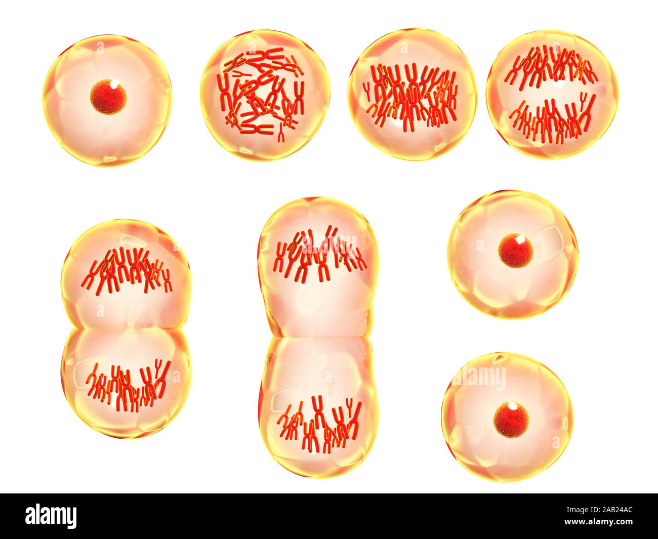 El Proceso De Mitosis División De La Célula Aislado Sobre Fondo