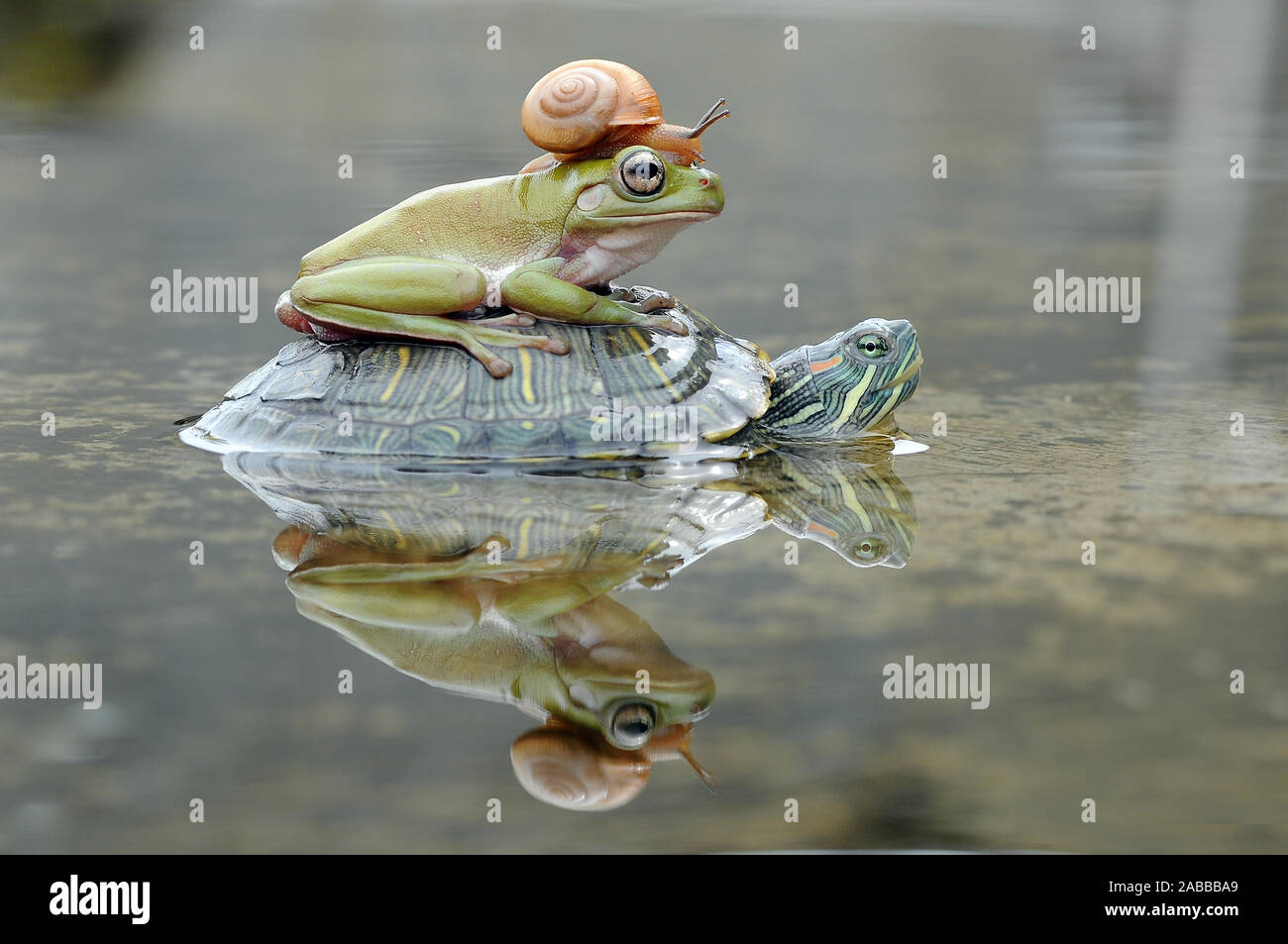 Rana Y Tortuga Combinadas