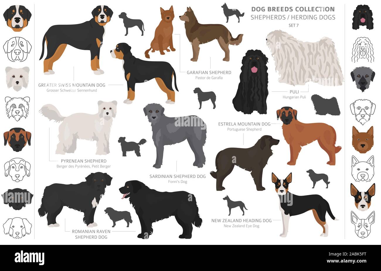 Son Nueva Zelanda Rumbo Perro Ruidoso