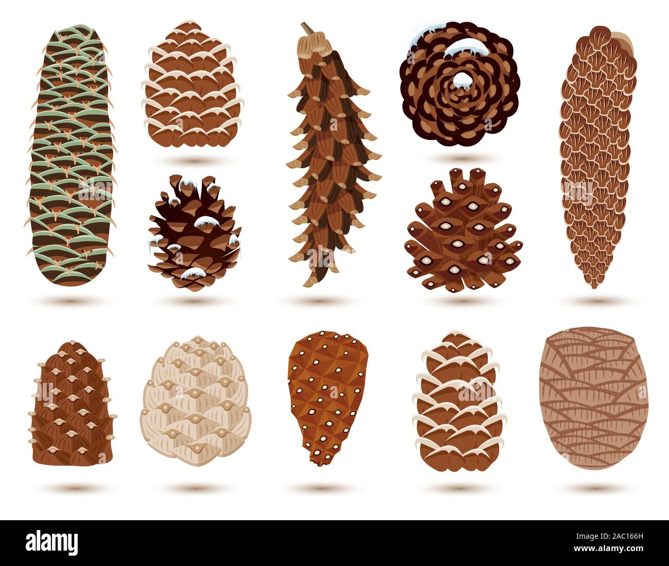 Ilustración De Cono De Pino