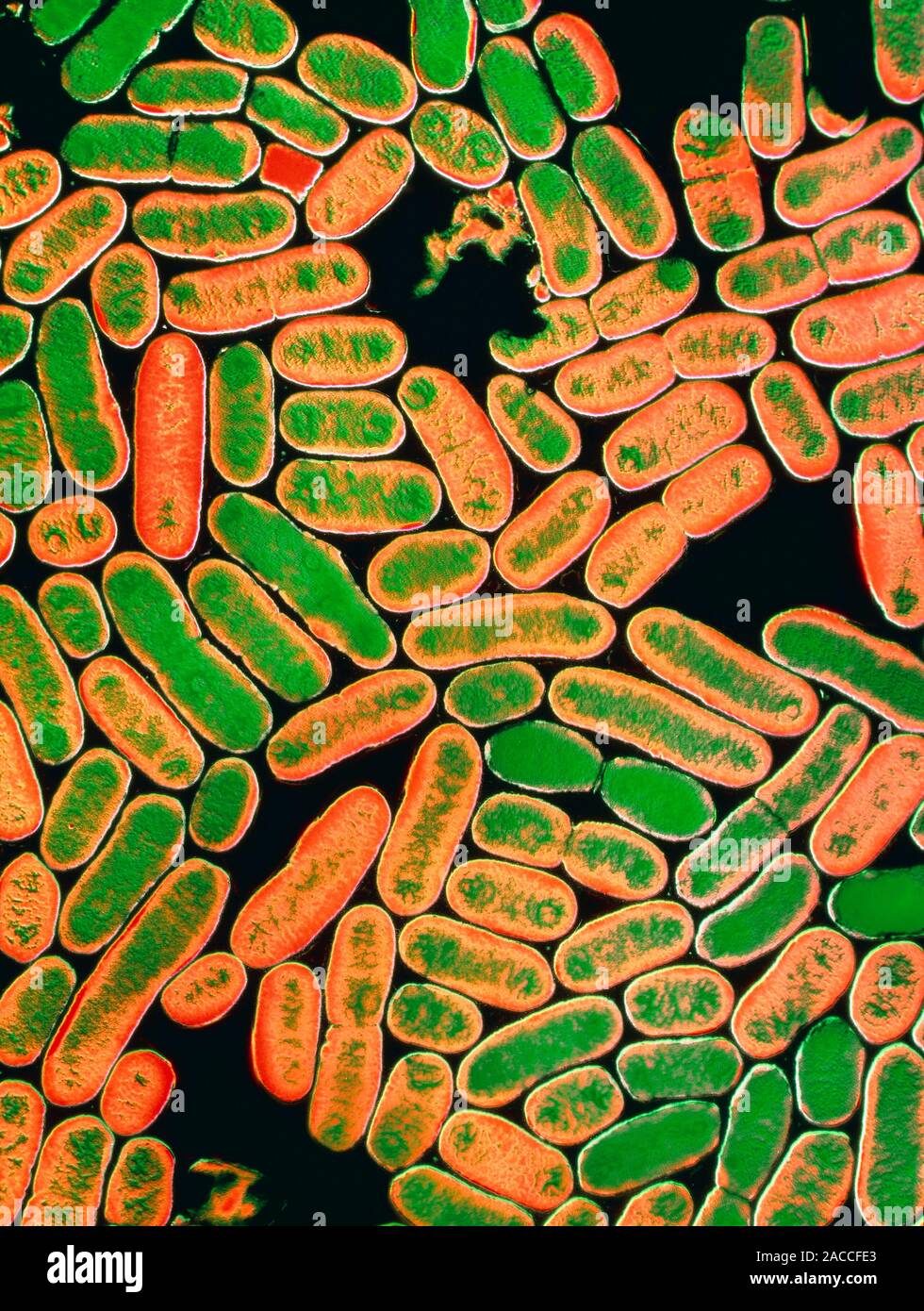 Diplobacilos Gram Negativos