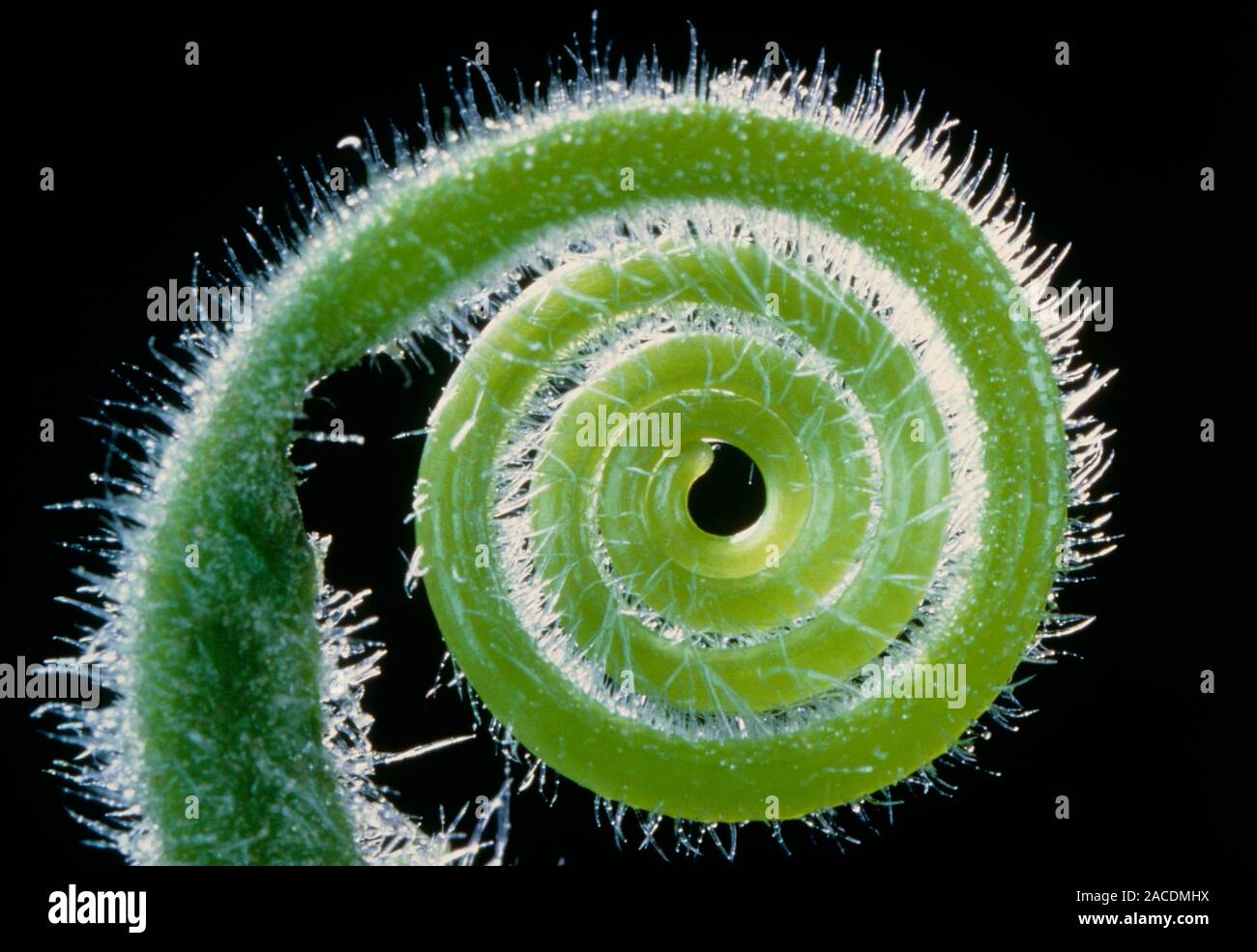 El zarcillo ondulado de Citrullus colocynthis, una planta trepadora de ...