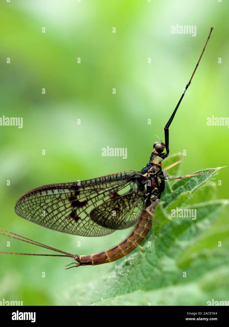 preocupación Entre Ciencias orden ephemeroptera Desde allí Civil ángulo