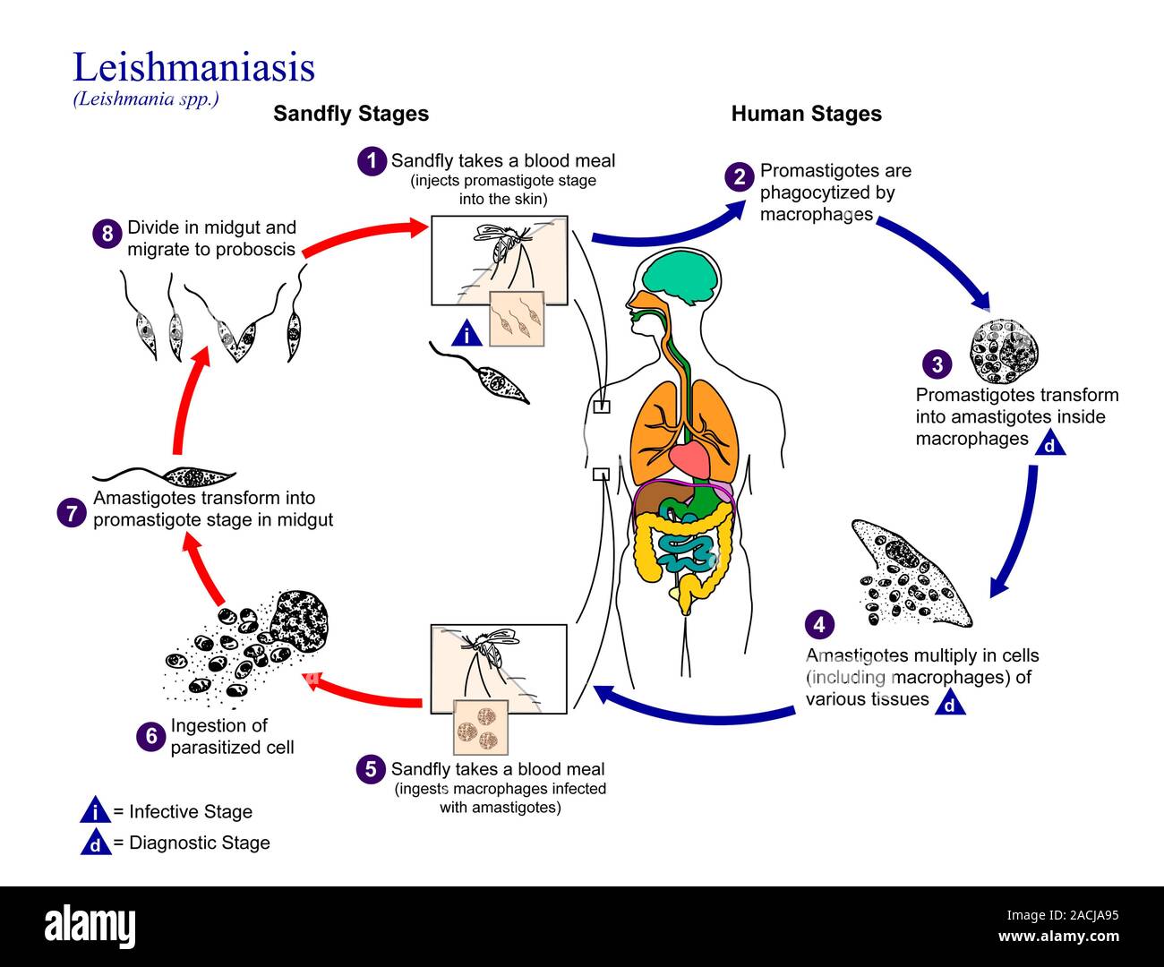 Ciclo De Vida Leishmaniose - RETOEDU Ciclo De Vida Leishmaniose - RETOEDU