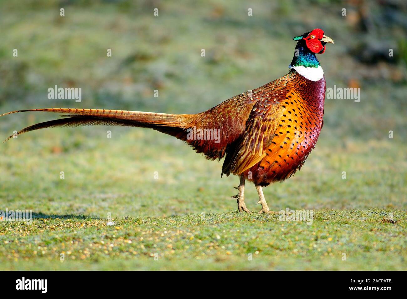 Macho de faisán común (Phasianus colchicus) en plumaje nupcial. Este ...