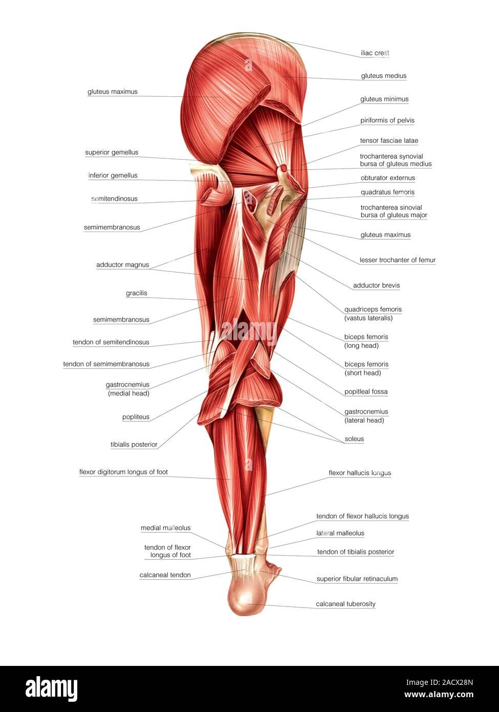 Ilustración De Los Músculos De La Pierna Esta Es Una Profunda Visión Posterior De La Pierna