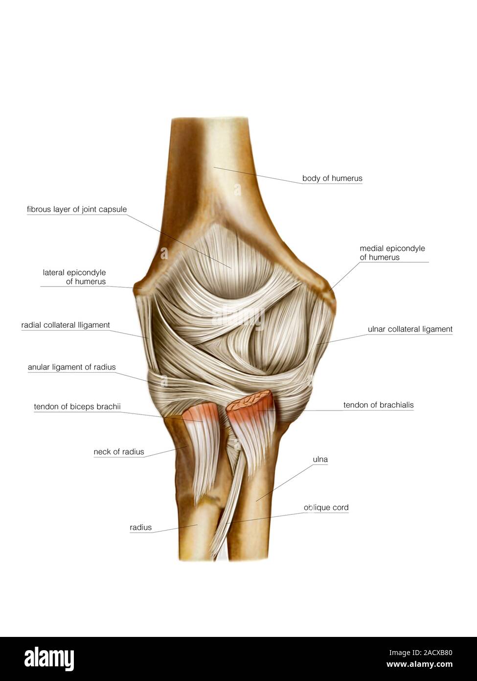 Ligamentos De La Articulación Del Codo
