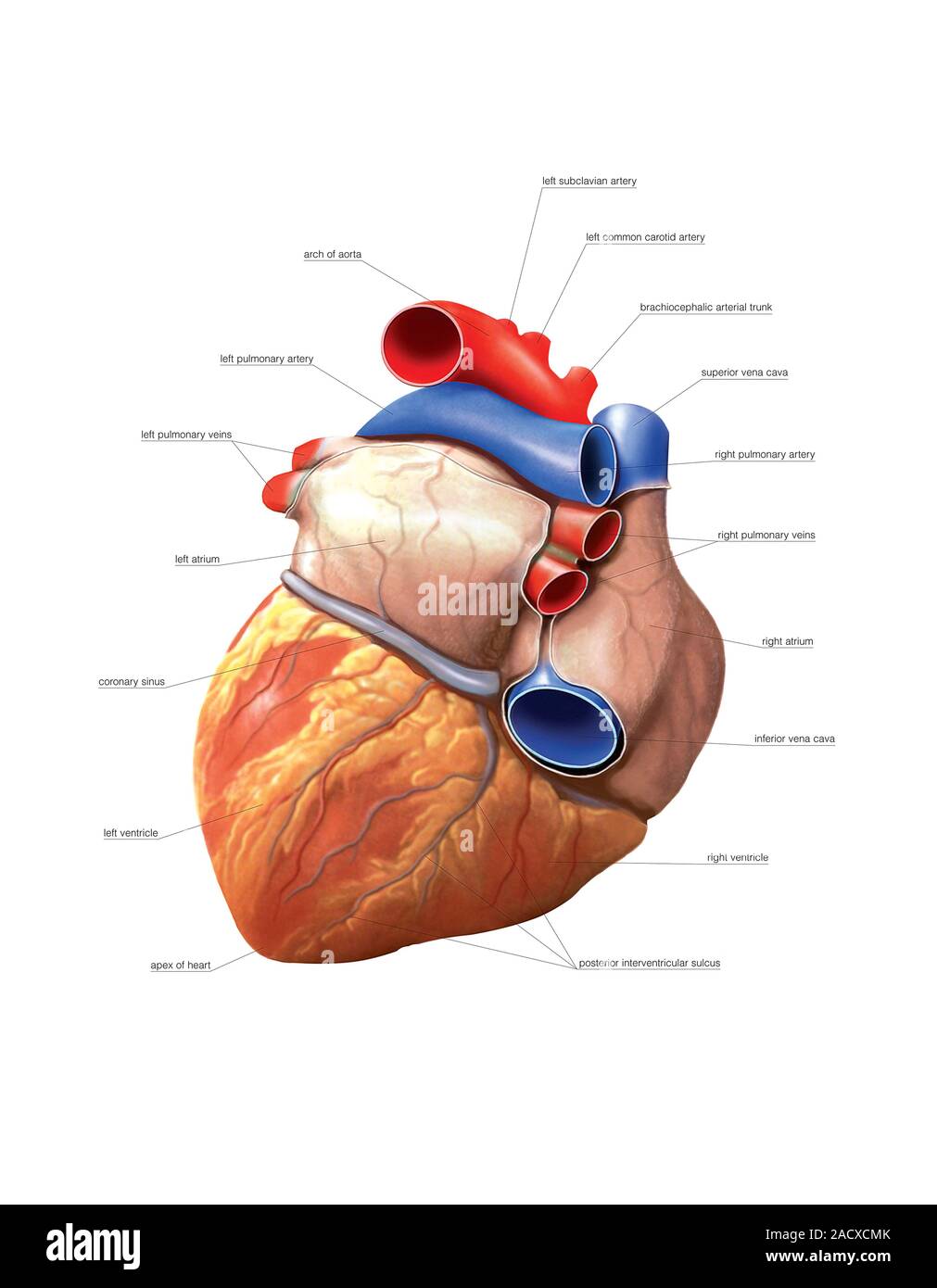 Anatomía Del Corazón Posterior