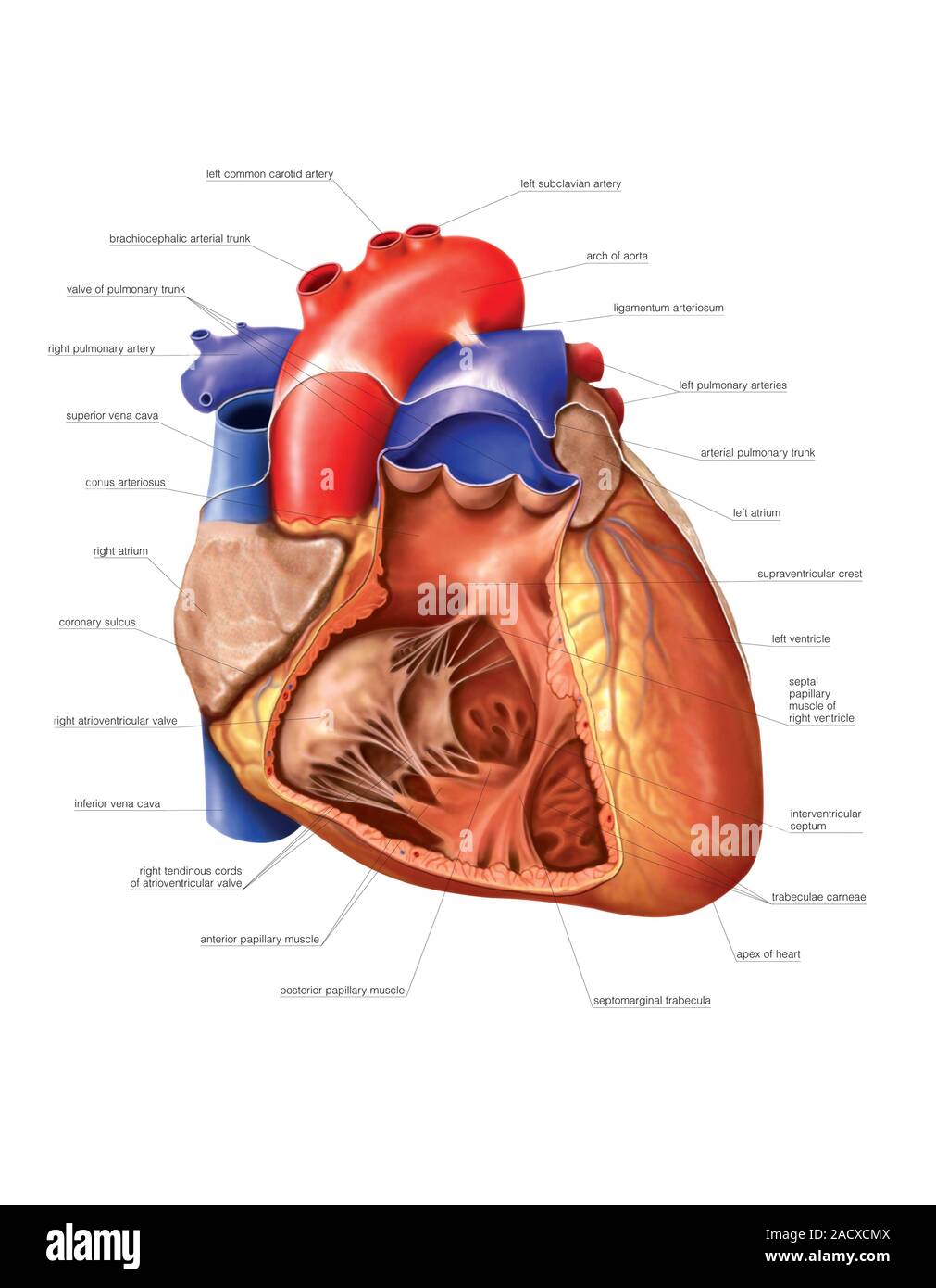 Ilustración Del Corazón Y El Ventrículo Derecho Esta Vista Anterior
