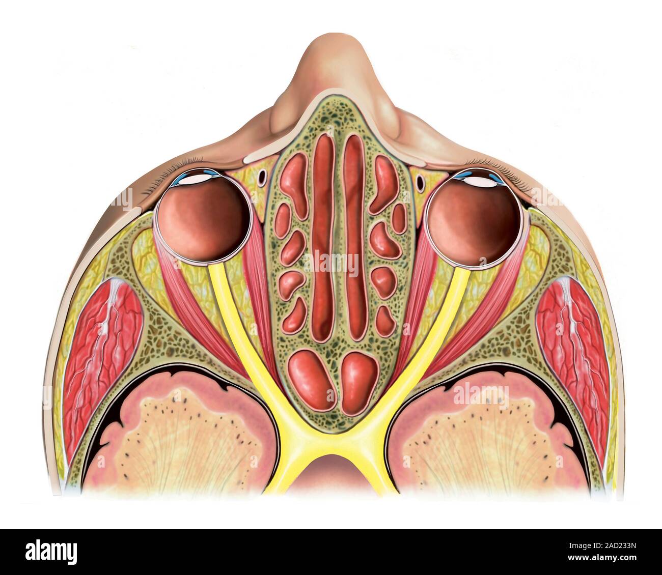 Ilustración De La Parte Superior Del Tracto Respiratorio Los Senos