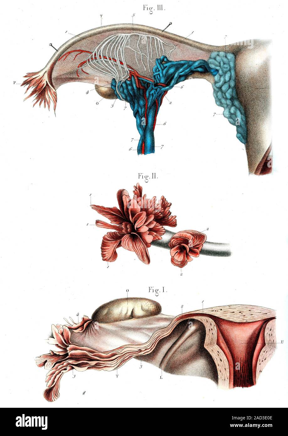 Anatomia Das Trompas De Falopio Qual São As Estruturas Que Forma O