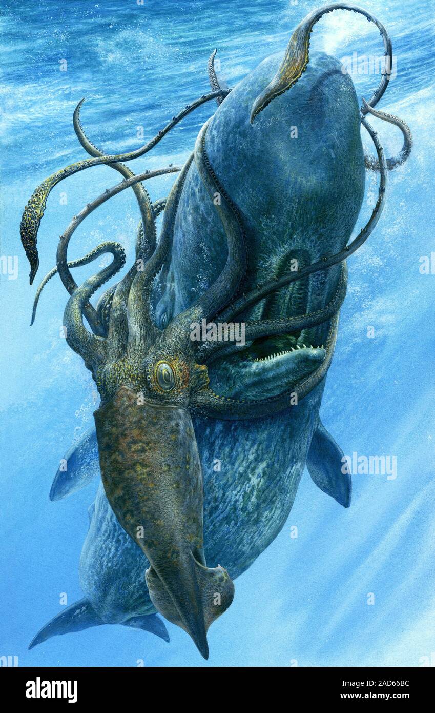 Calamar Gigante Vs Cachalote