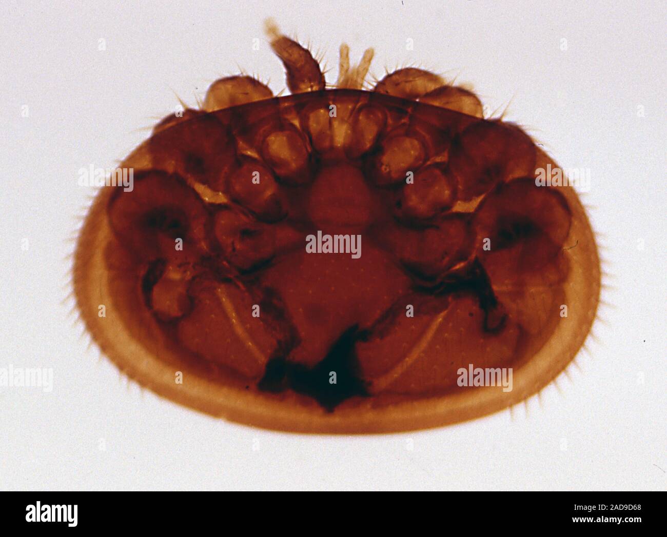 Abeja En Microscopio De Cerca