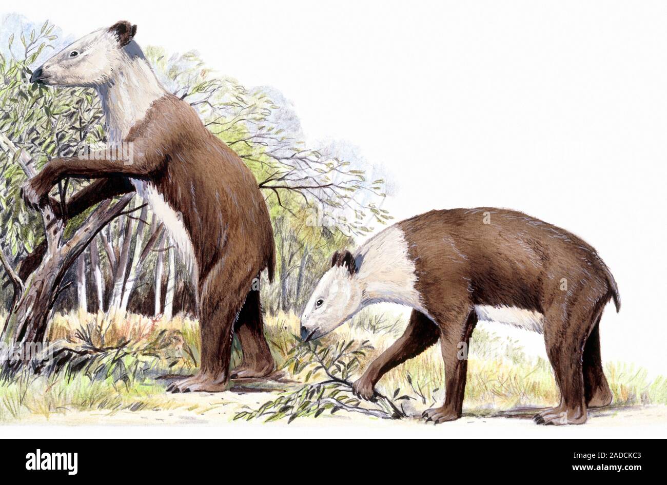 Clasificado Online De Animales at Blair Martin blog