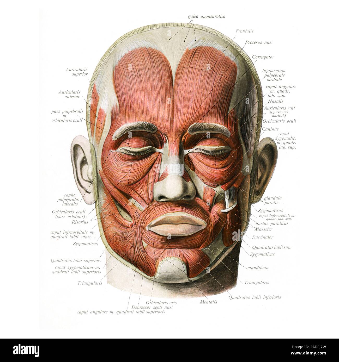 Músculos De La Cara: Anatomía Y Funciones Kenhub, 44% OFF