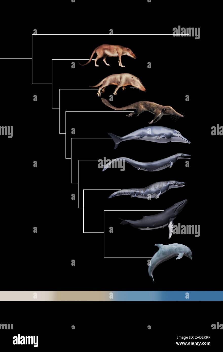 Evolución De La Ballena