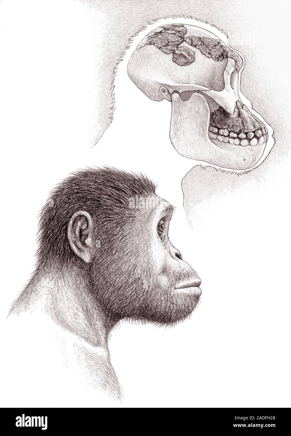Australopithecus Garhi