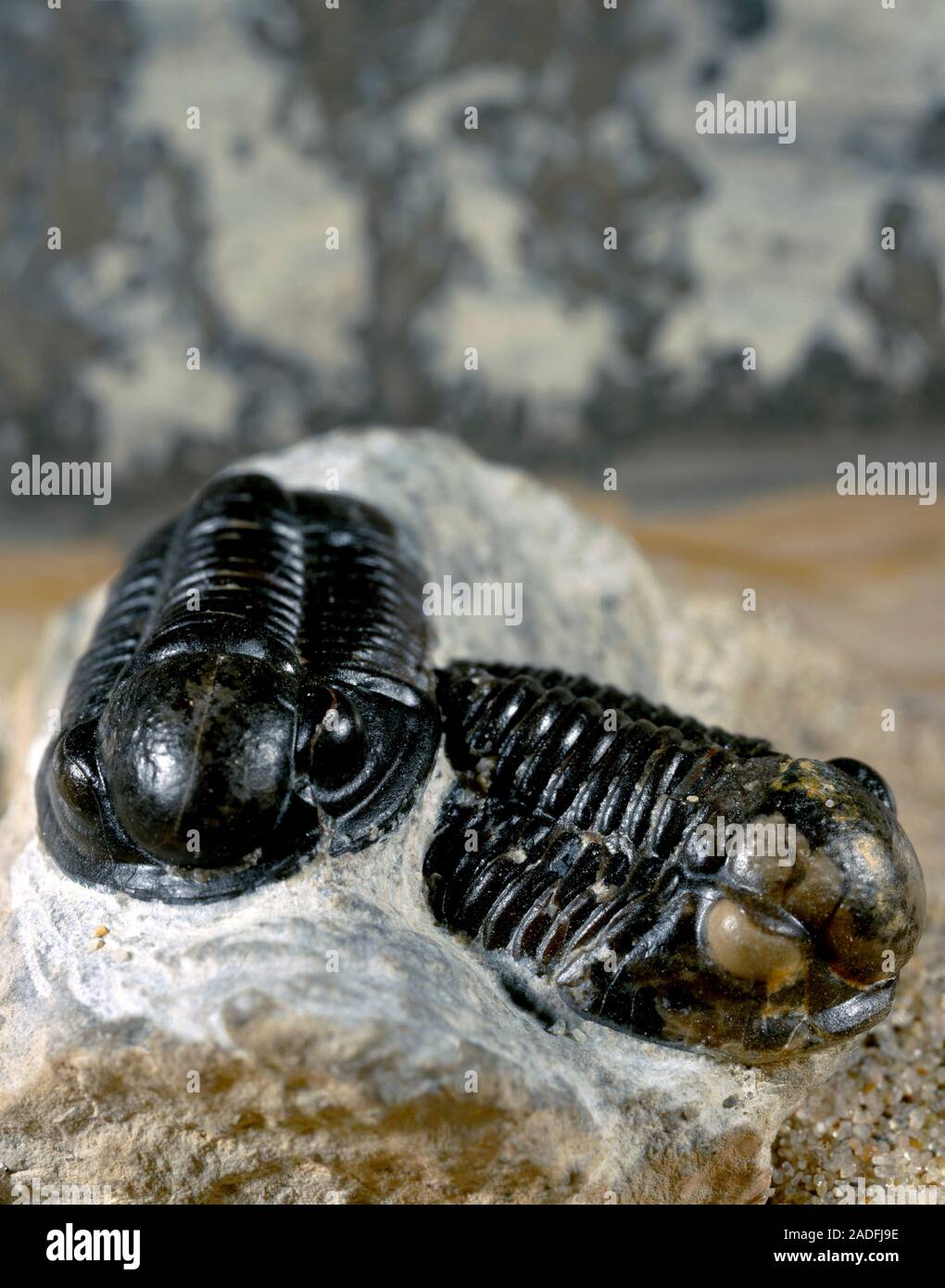 Trilobites fósil (Proetus bohemicus) conservadas en roca marroquí del ...