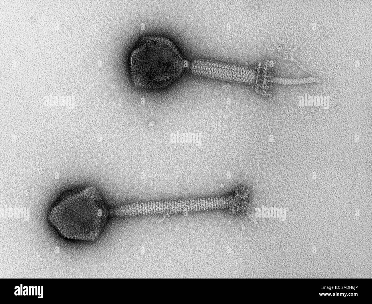 Bacterifagos Contra Listeria Monocytogenes Higiene