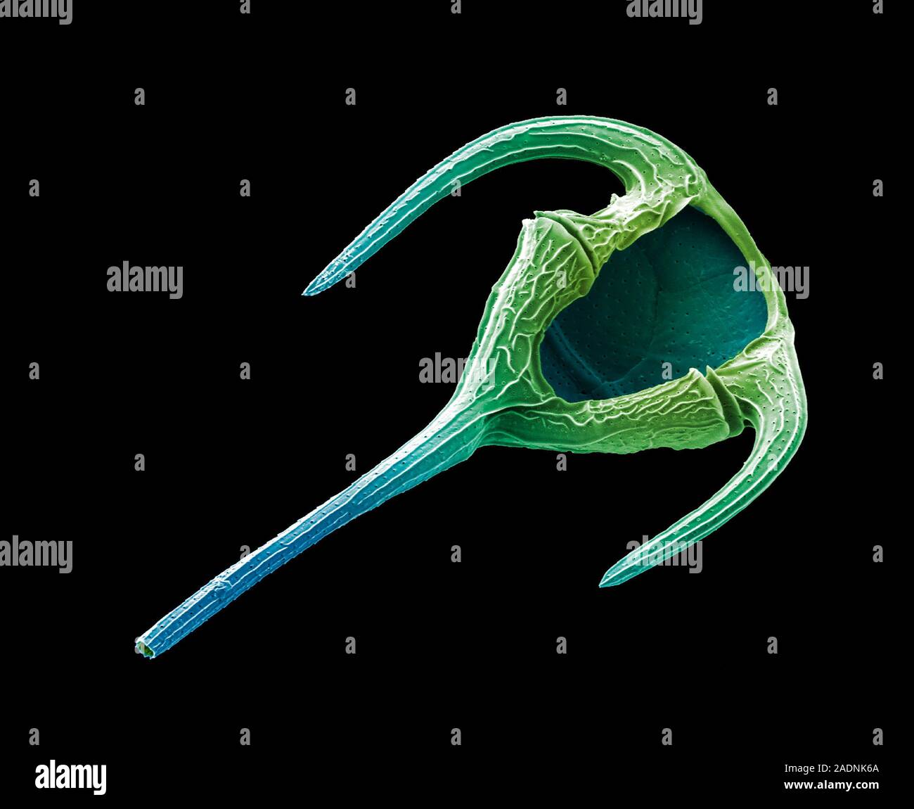 Diagrama De Dinoflagelados