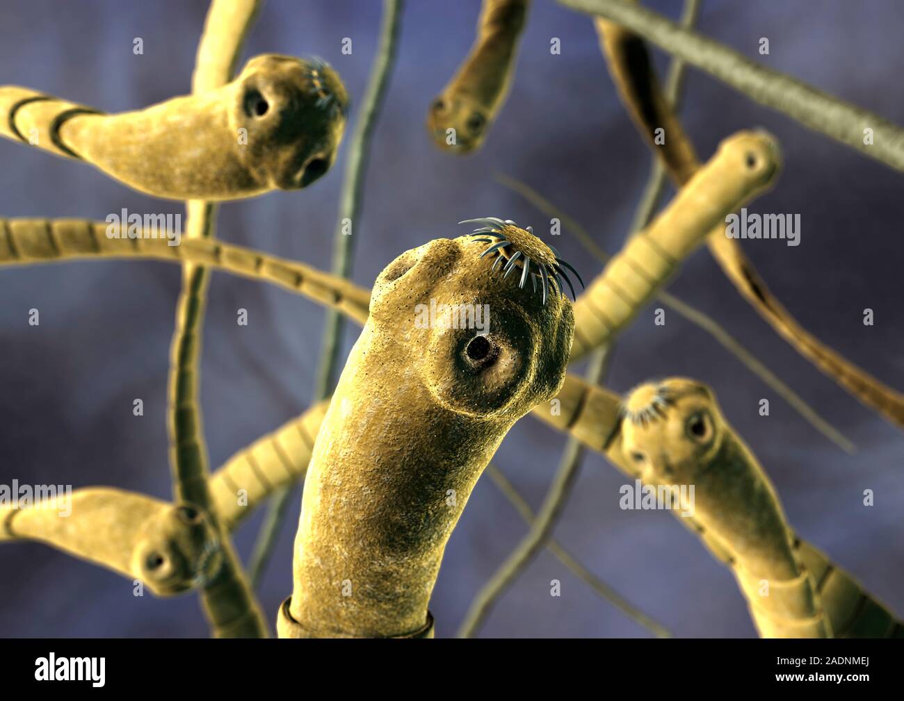 Diferentes Especies De Animales