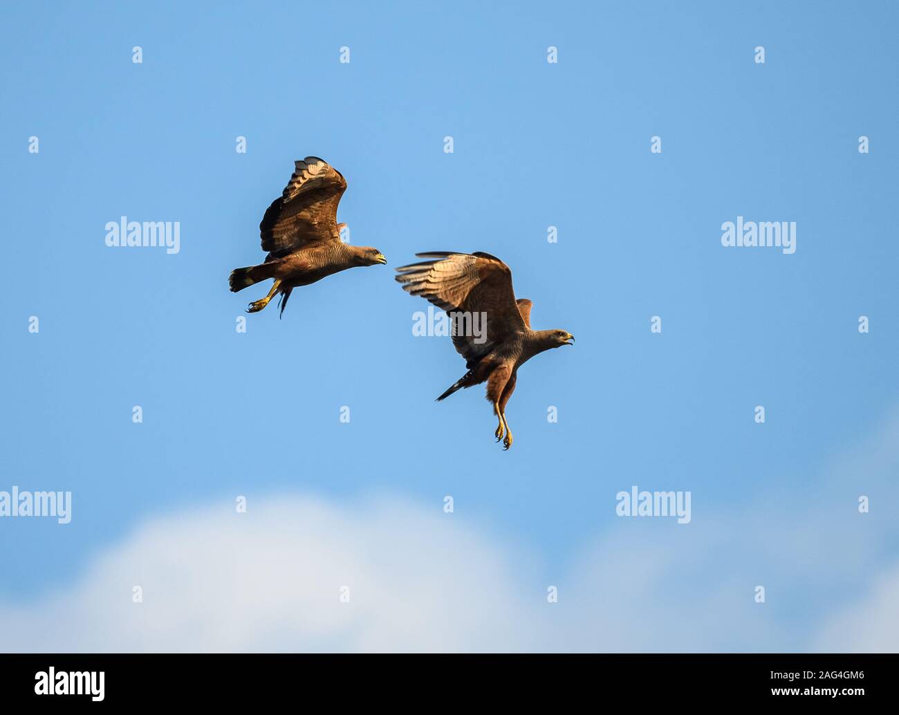 Halcones Marinos De La Rama Deion