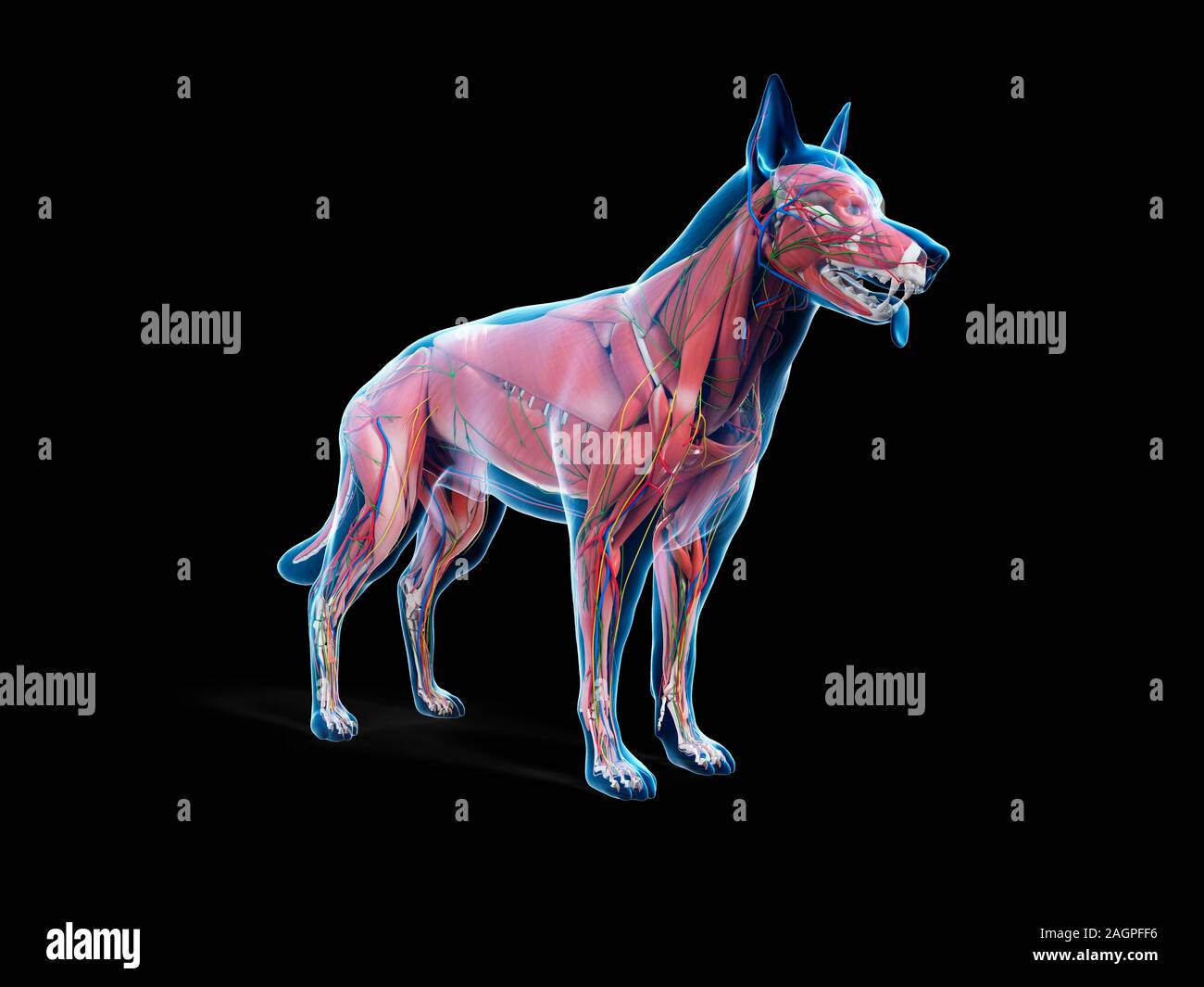 Canino anatomia fotografías e imágenes de alta resolución - Página 8 ...