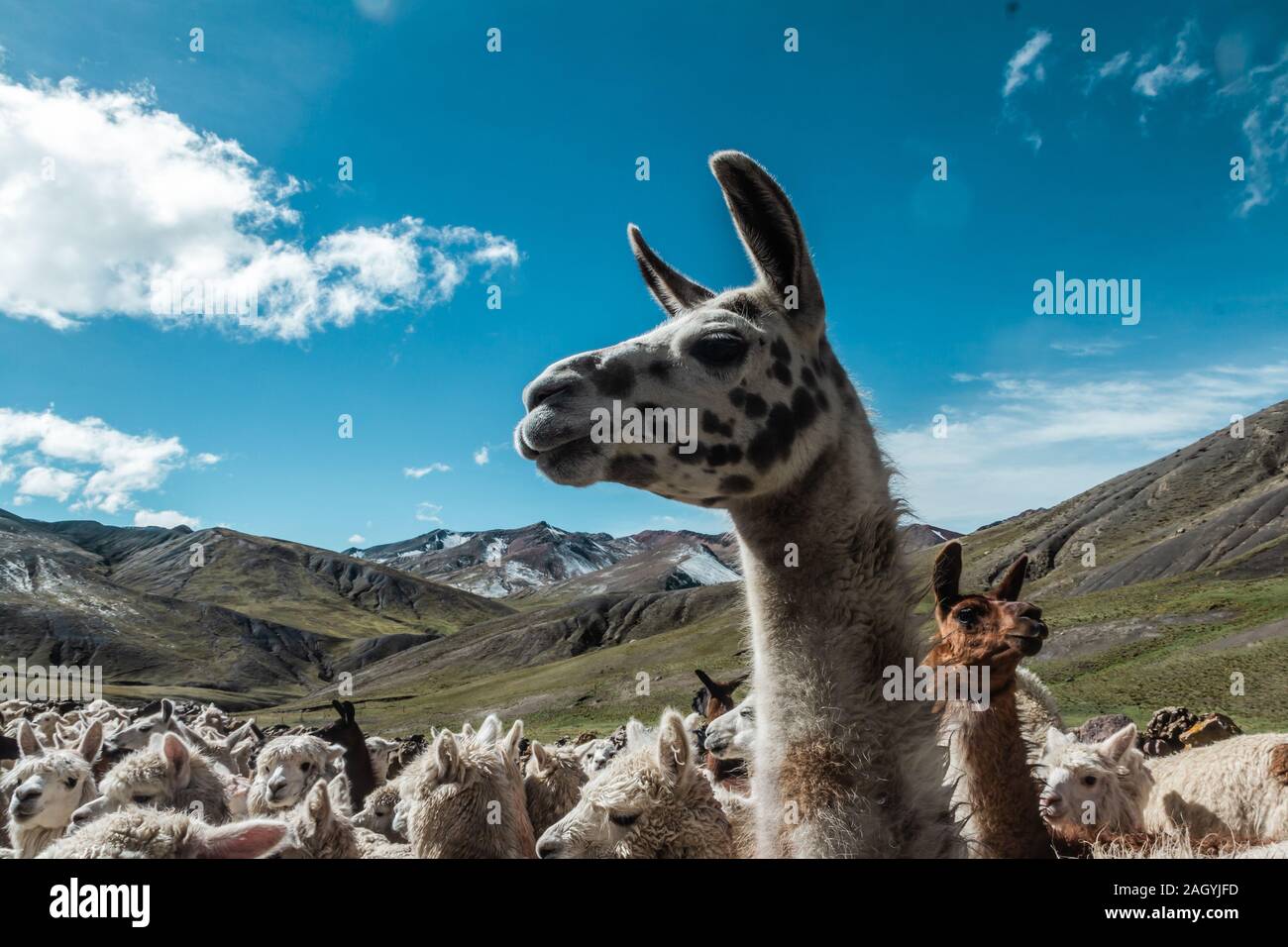 Las Llamas De Peru _ Llamas Peruanas – WOQTDI