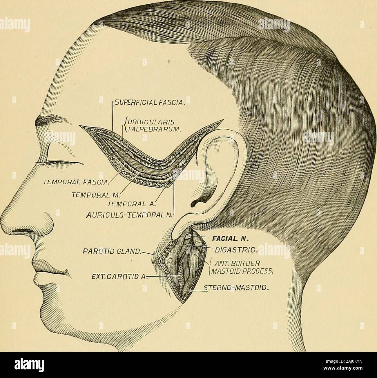 Origen E Inserción Del Músculo Pterigoideo Lateral