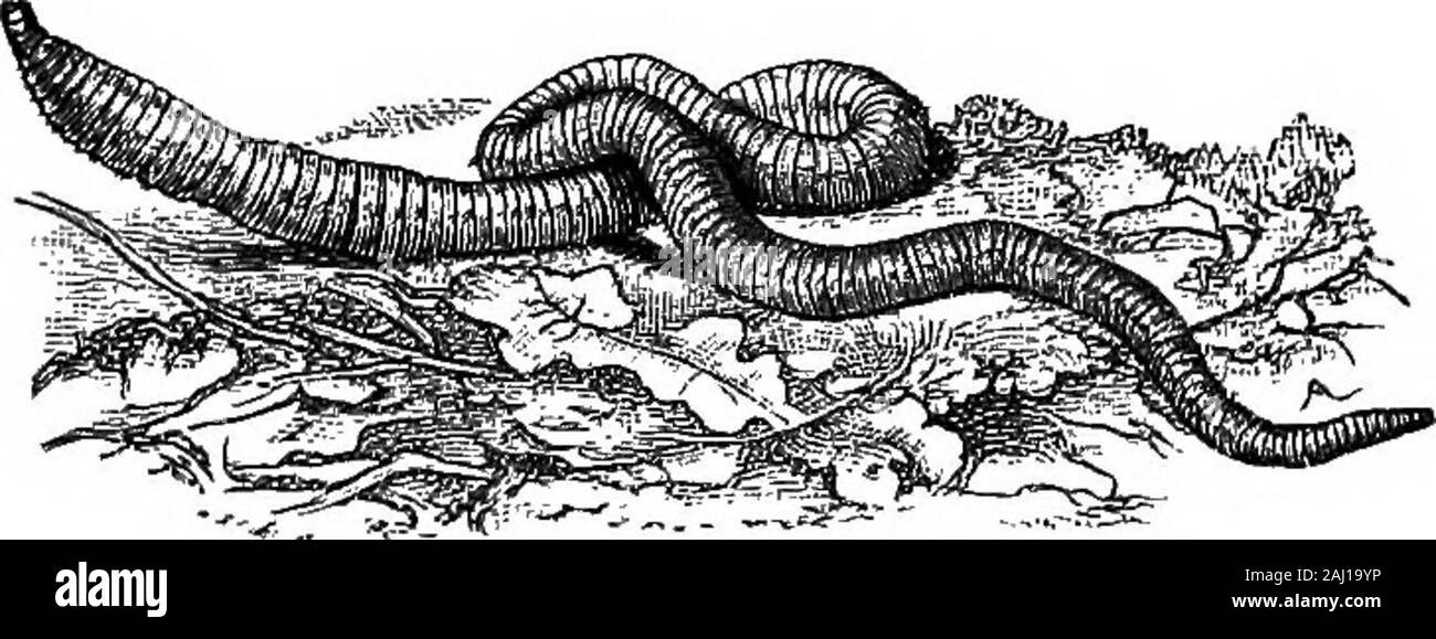 Contornos de zoología . Fig. 13.-Crinoid o pluma-star. Sin segmentar ...