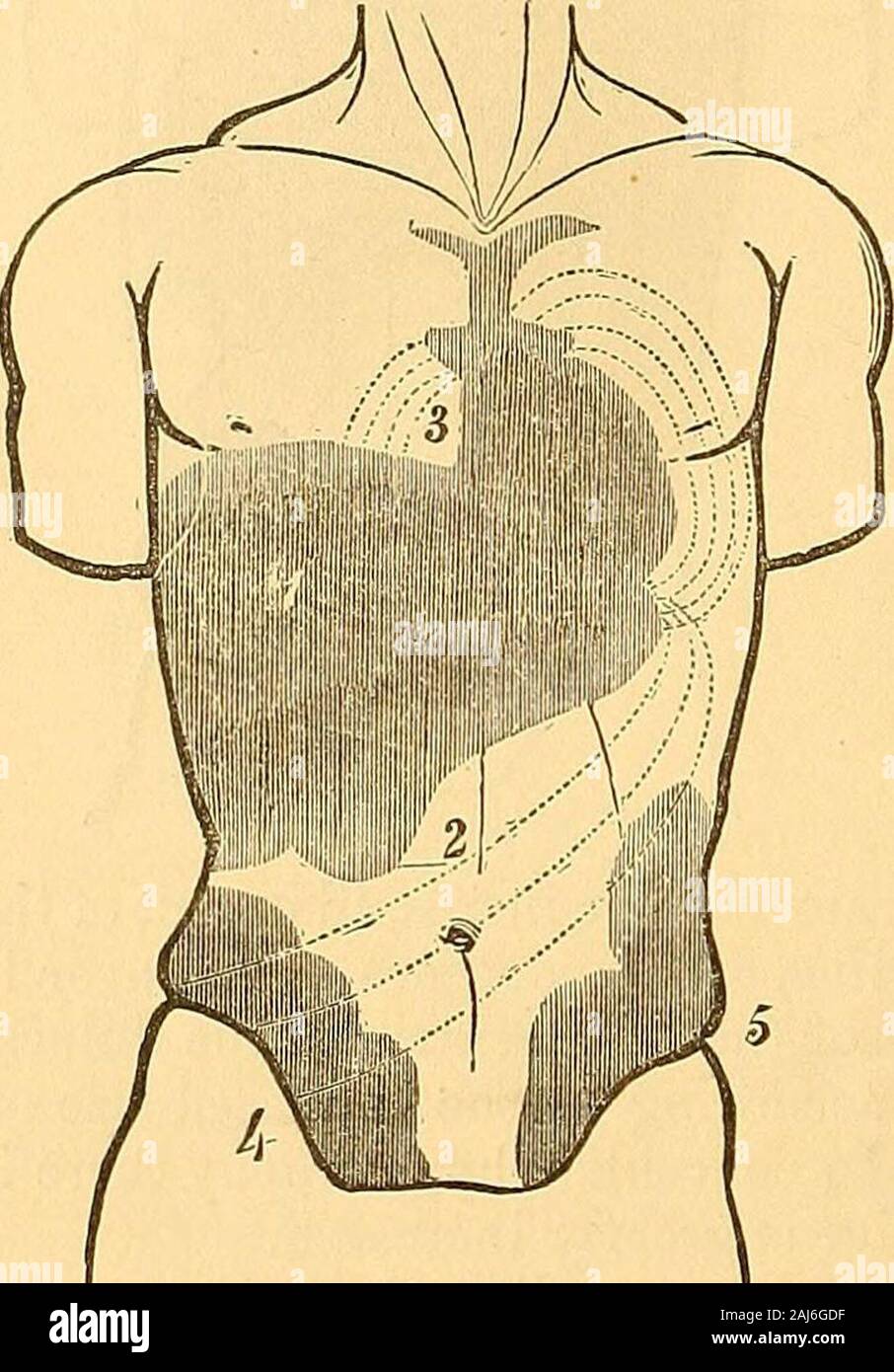 Percusión Hepática