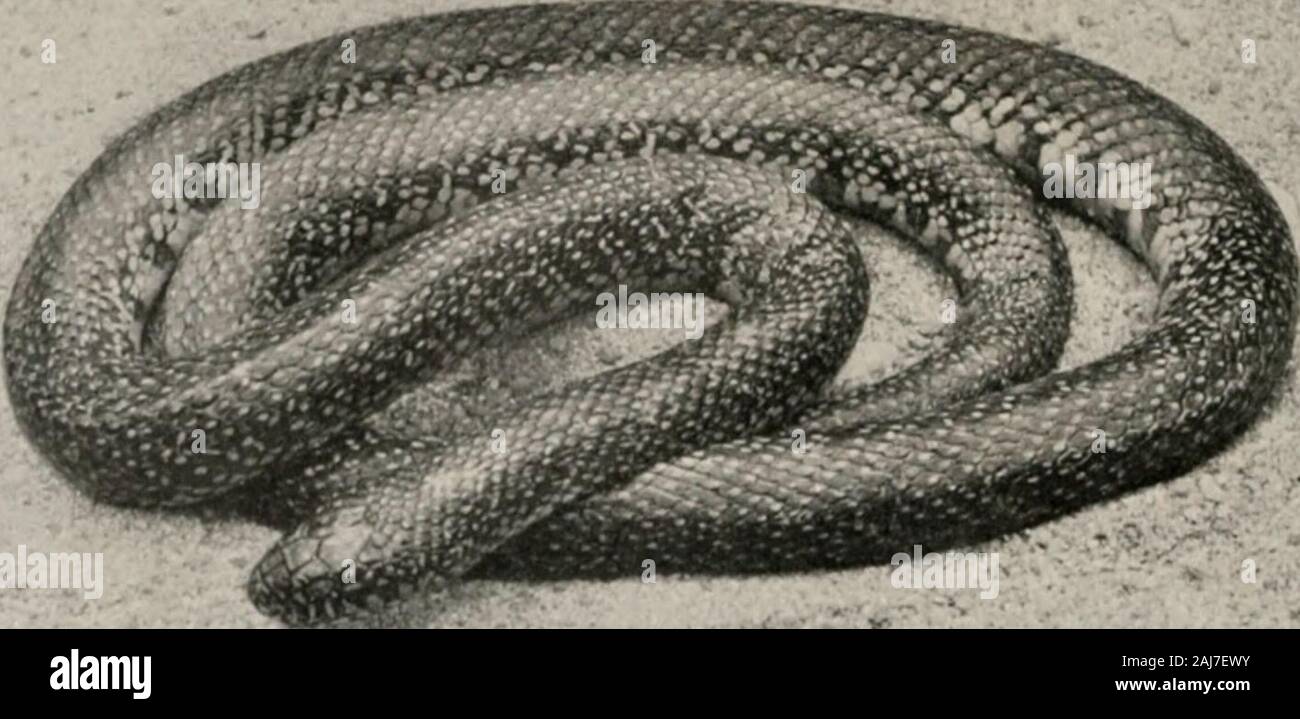 Serpiente Brillante De California