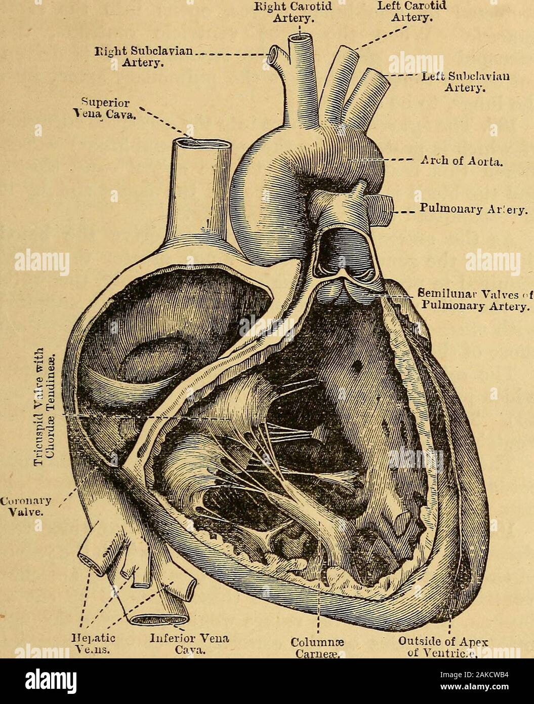 Anillo Fibroso Del Corazón