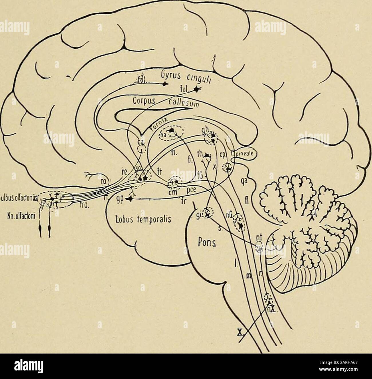 Pasos De La Vía Olfativa